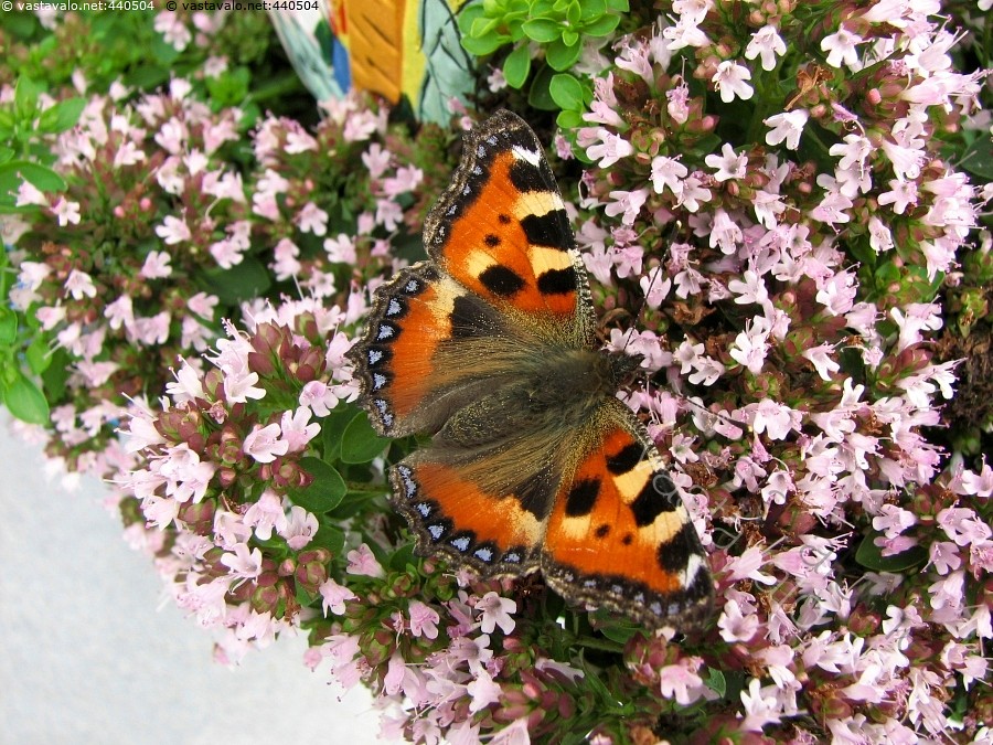 Kuva: Perhonen oreganolla - perhonen päiväperhonen nokkosperhonen ...