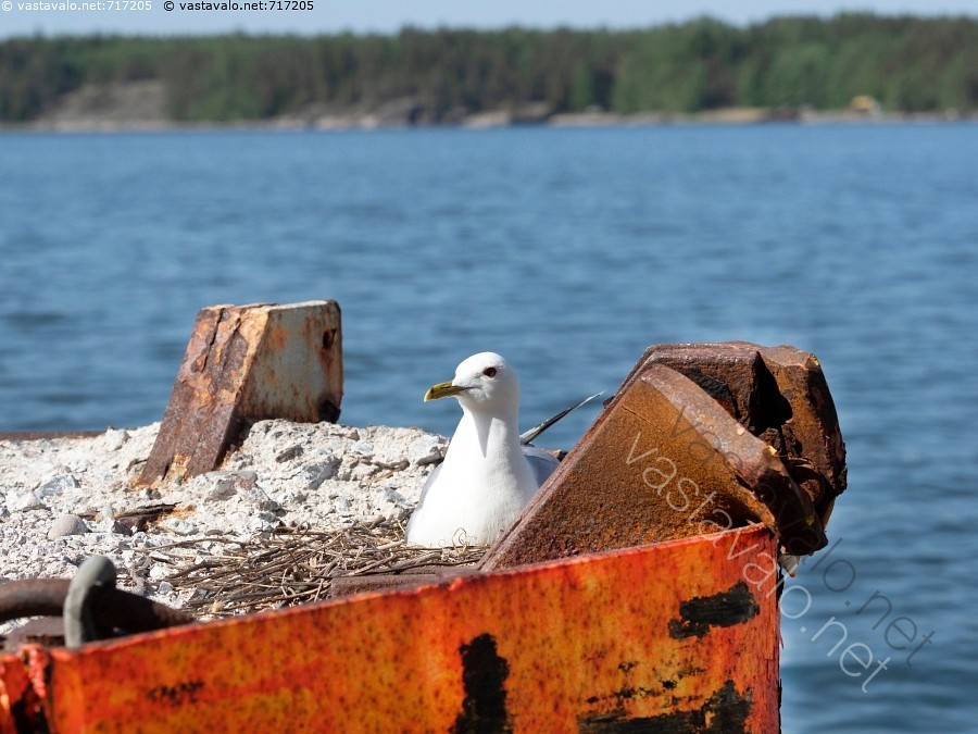 Kuva: Hautova kalalokki - lokki lintu kalalokki Larus canus hautoa ...