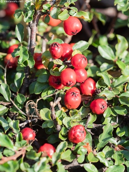 Kuva: Tuhkapensas - Cotoneaster prostratus tuhkapensas punaiset marjat ...