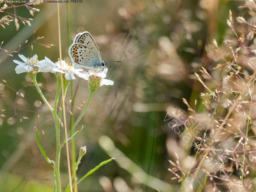 Kuva: Pieni perhonen - sinisiipi sininen perhonen kesä kesäinen luonto ...