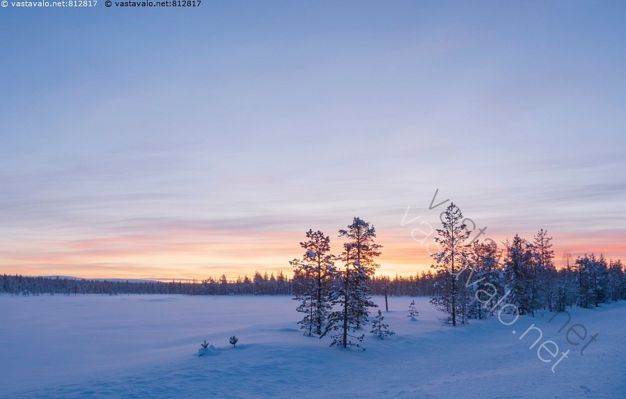 Kuva: Taivaan värejä - Lappi talvi lumi puut havupuut metsä oranssi ...