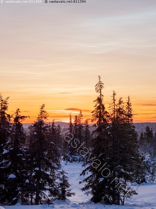 Kuva: Kaamos - Lappi talvi lumi puut kuuset oranssi taivas kaamos ...