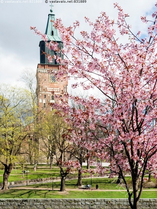 Kuva: Keväinen puisto - Turku kevät Turun Tuomiokirkko torni ...