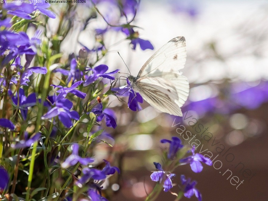 Kuva: Valkoinen perho - lanttuperhonen Pieris napi kukka lobelia ...