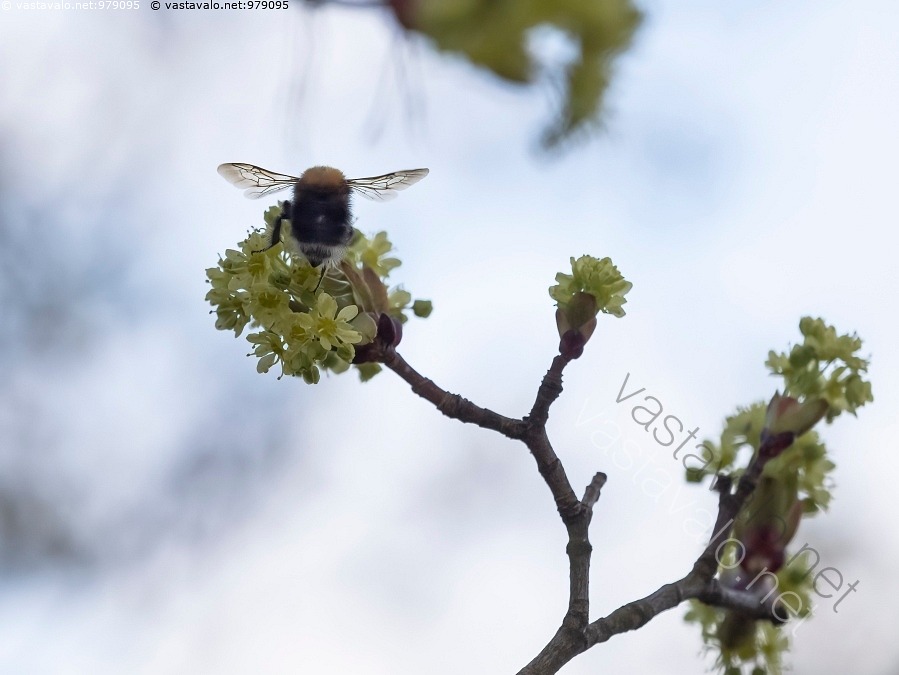 Kuva: Kimalainen - kartanokimalainen Bombus hypnorum hyönteinen ...