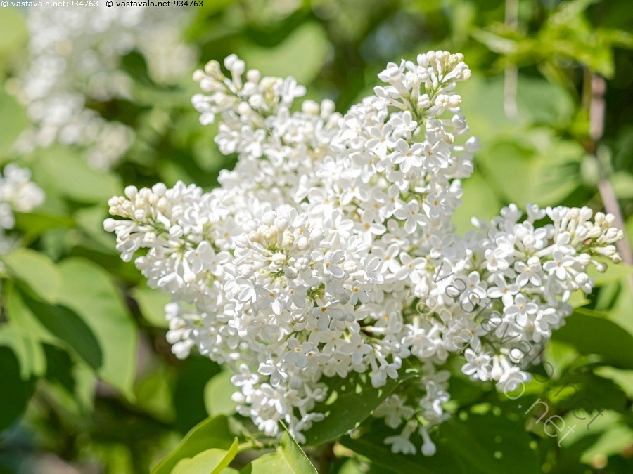 Kuva: Valkoinen kukkaterttu - syreeni sireeni kasvi puu pensaat ...