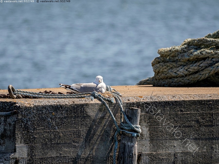 Kuva: Lokki - kalalokki Larus canus lokki lintu hautoa hautominen ...