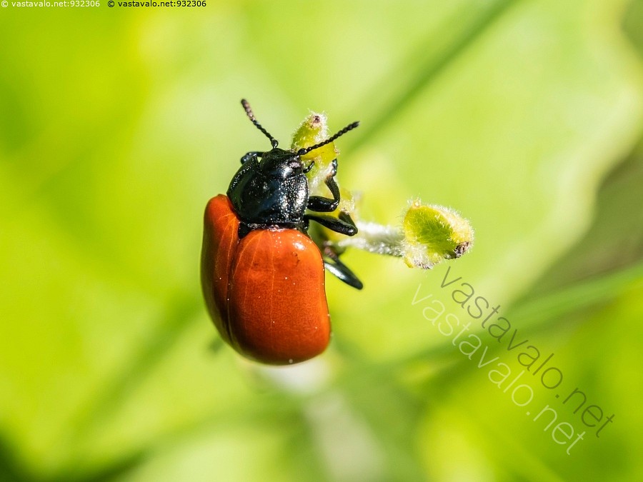 Kuva: Haavanlehtikuoriainen - haavanlehtikuoriainen Chrysomela populi ...
