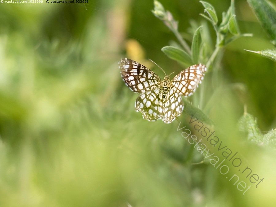 Kuva: Ruutumittari - ruutumittari Chiasmia clathrata mittariperhonen ...
