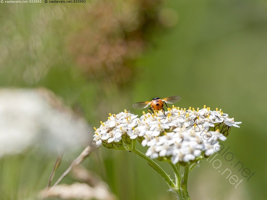 Kuva: Oranssi kärpänen - Gymnosoma nudifrons hyönteinen oranssi ...