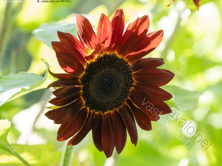 Kuva: Punainen kukka - auringonkukka isoauringonkukka Helianthus annuus ...