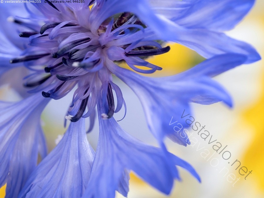 Kuva: Sininen - ruiskukka ruiskaunokki Centaurea cyanus sininen kukka ...