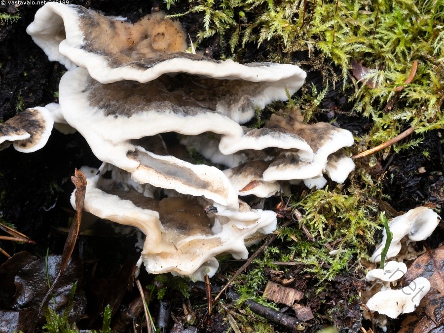 Kuva: Kannolla - kääpä käävät Polyporaceae ruskea valkoinen reunus puu ...