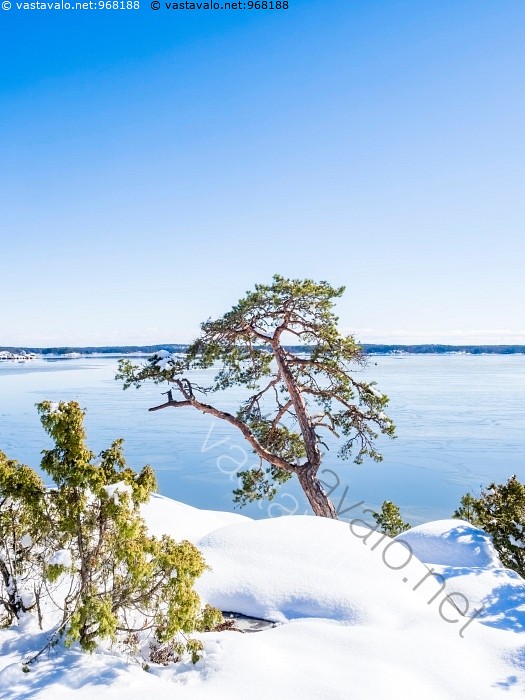 Kuva: Talvinen maisema meren rannalla - Pinus sylvestris käkkäräpuu ...