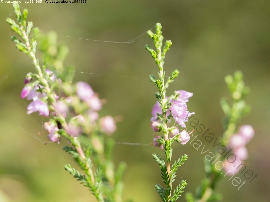 Kuva: Kanerva - kanerva Calluna vulgaris kanervakasvi monivuotinen ...