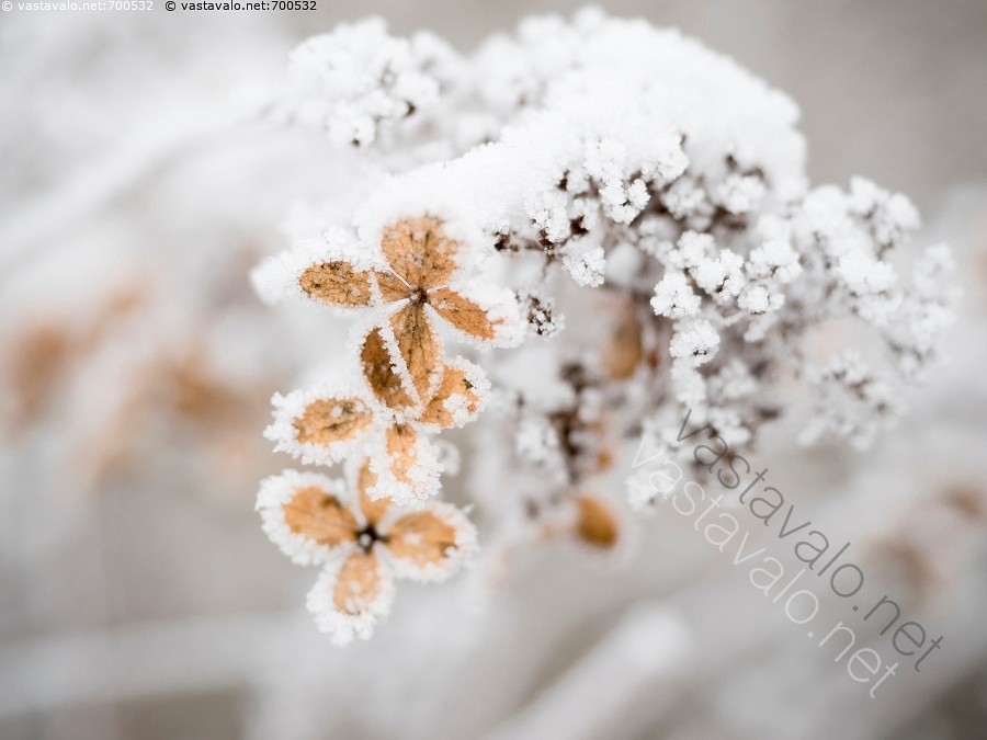 Kuva: Talvinen kukinto - hortensia syyshortensia pensashortensia ...
