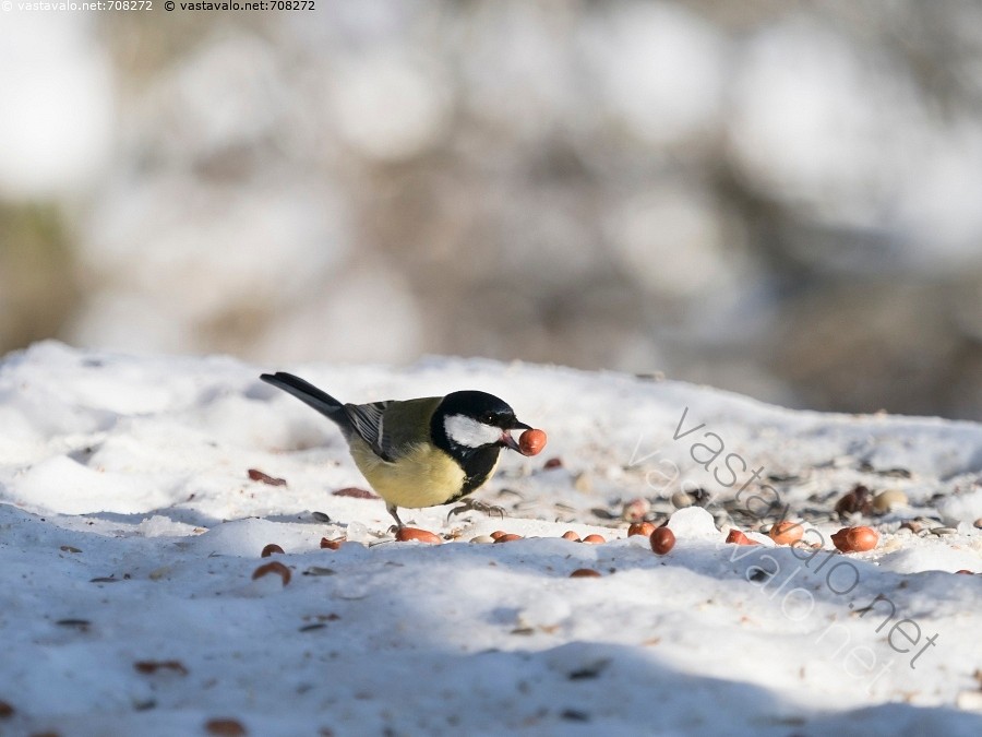 Kuva: Talitintti sai pähkinän - Parus major talitiainen talitintti ...