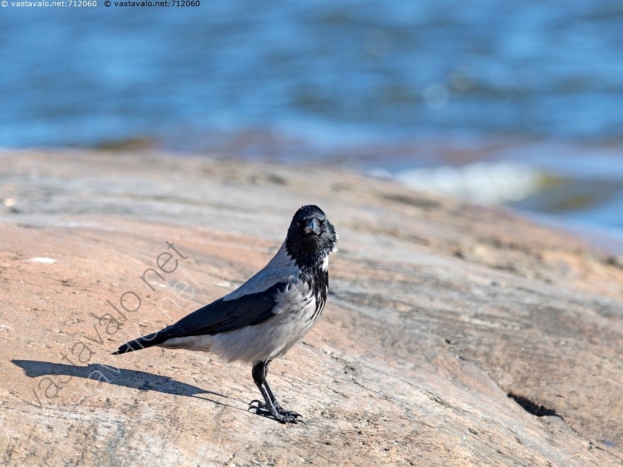 Kuva: Tiukka tipu - varis Corvus corone cornix lintu ranta merenranta ...
