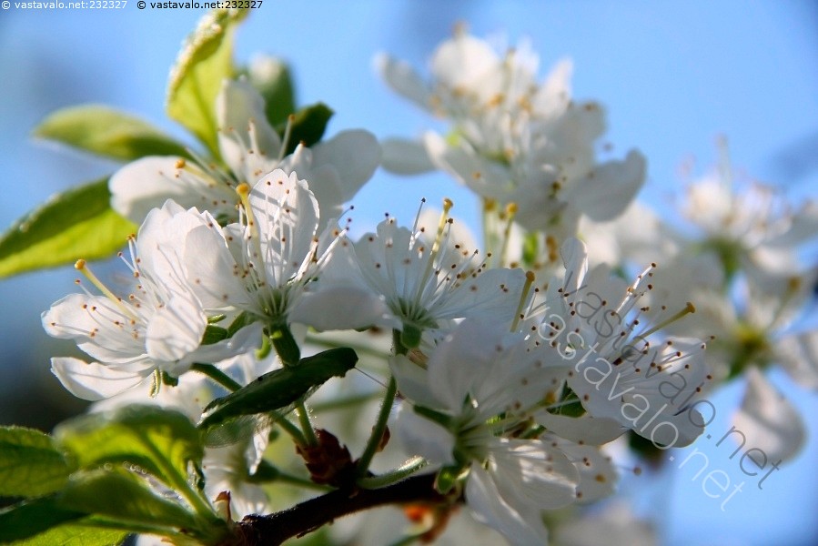 Kuva Kukkiva Magnolia Puu Kukka Kukkapuu Magnolia Kukat