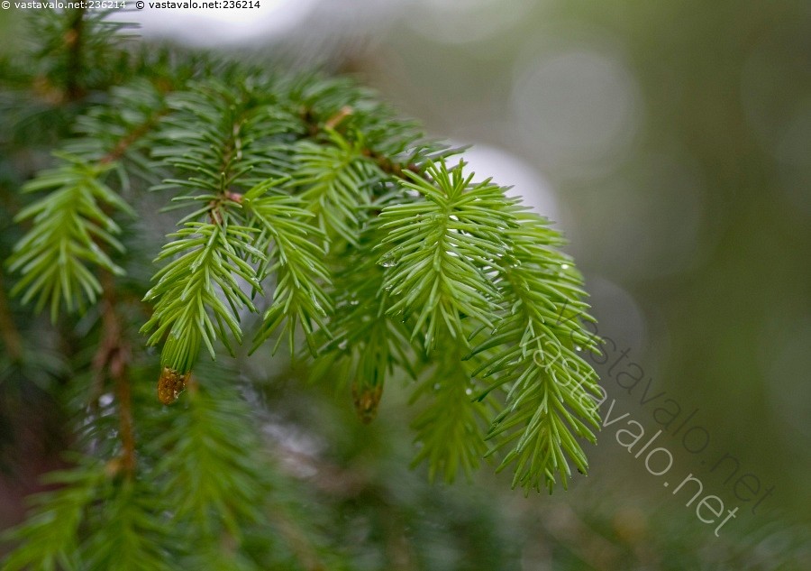 Kuva: Uusi kasvu - puut puu havupuut havupuu kuusi metsäkuusi Picea ...