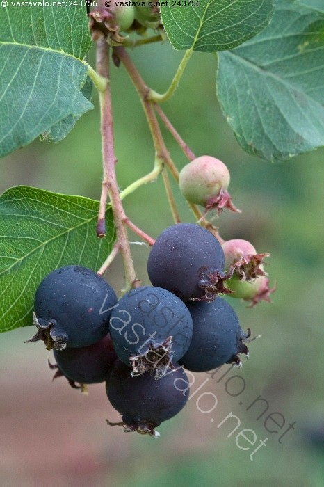 Kuva: Kypsyvät - saskatoon marjatuomipihlaja pensaat pensas ...