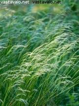 Kuva: Juotikas rannalla - hevosjuotikas juotikas nivelmato peto ...