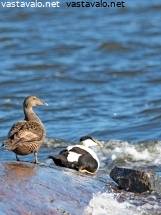 Kuva: Haahkapari - haahka haahkat Somateria mollissima saaristo kevät ...