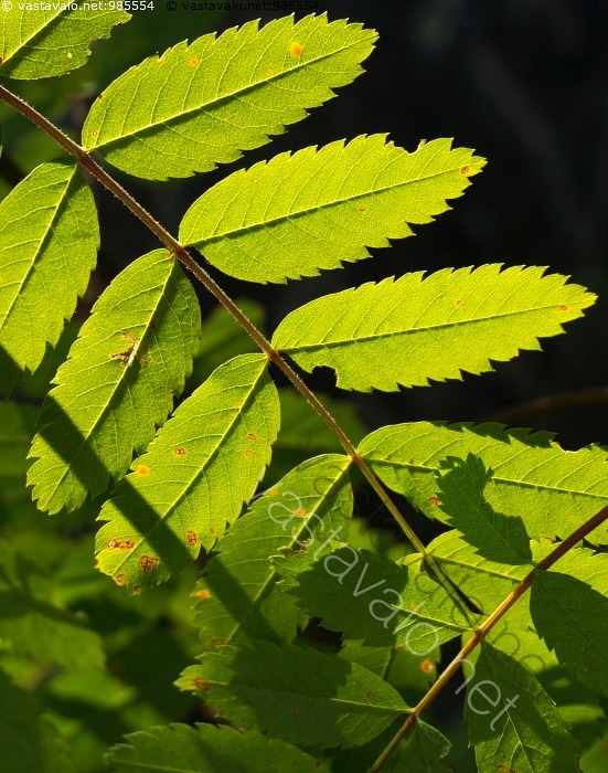 Kuva: Pihlajan lehtiä - pihlaja Sorbus aucuparia lehti lehdet oksa ...