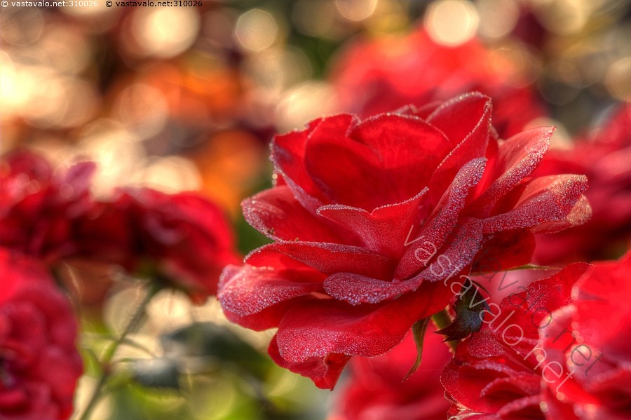 Kuva: Ruusunkukan aamu - ruusu ruusun ruusunkukka ruusut ruusuja kukka ...