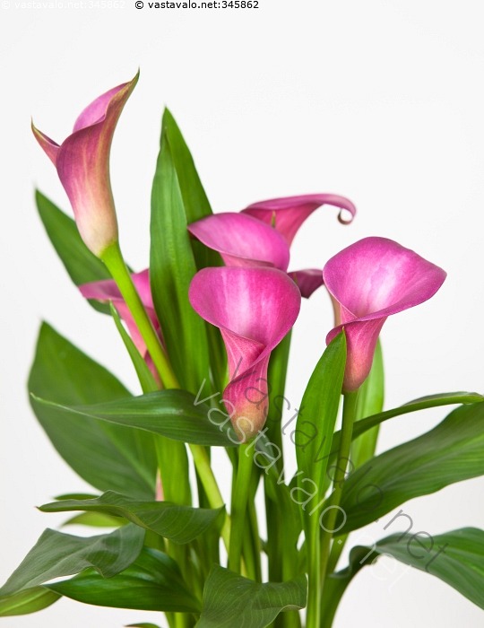 Kuva: Kukkiva vehka - Zantedeschia huonekasvi huonevehka kasvi kukassa ...