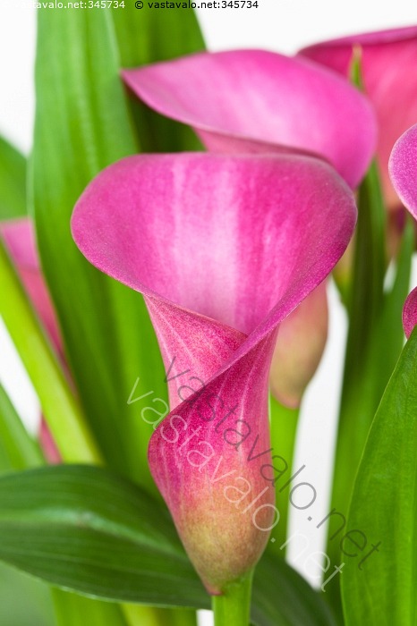 Kuva: Kukkiva vehka - Zantedeschia huonekasvi huonevehka kasvi kukassa ...