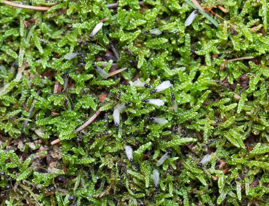 Kuva: Lentomuurahaiset - Formicidae Lasius niger Mauriainen elokuu kesä ...