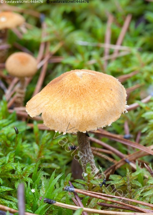 Kuva: Syksyn sienet - Kultaryhäkäs Cystoderma jasonis Fungi Ryhäkäs ...