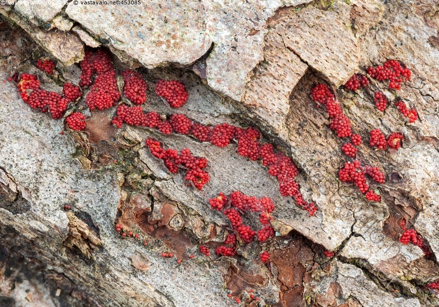 Kuva: Nectria sp. - Fungi Nectria Nectriaceae kaarnalla kaarnassa ...