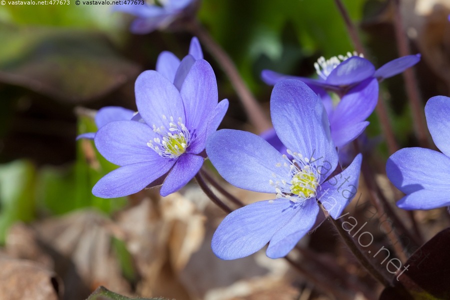 Kuva: Sinivuokot - sinivuokko sinivuokkoja sinivuokot Hepatica nobilis ...
