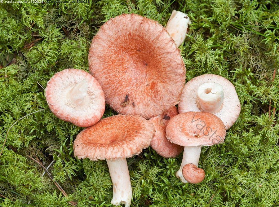 Kuva: Karvarousku, Lactarius torminosus - ruokasieni Lactarius ...