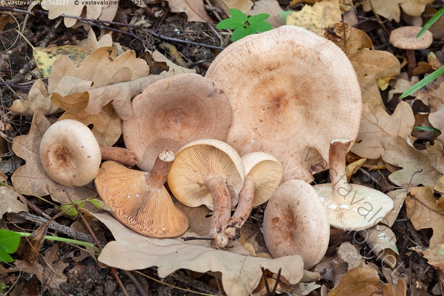 Kuva: Tammenrousku, Lactarius quietus - tammenrousku Lactarius quietus ...