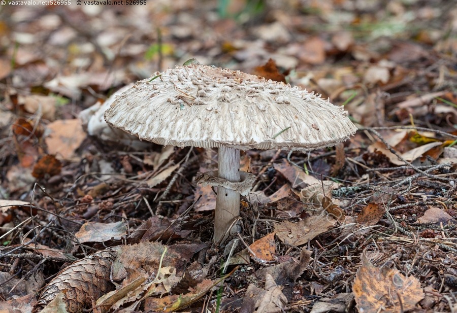 Kuva: Akansieni, Chlorophyllum rhacodes - Chlorophyllum rhacodes Fungi ...