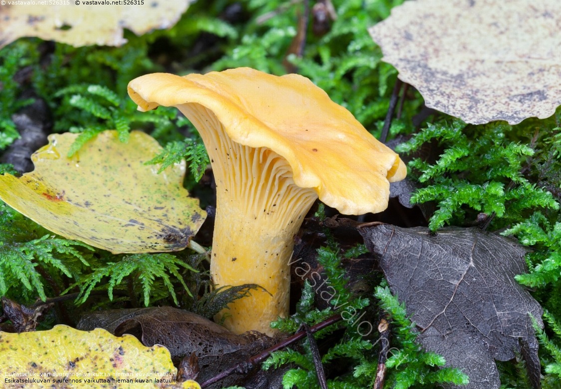 Kuva: Kantarelli, Cantharellus cibarius - Cantharellus cibarius Fungi ...