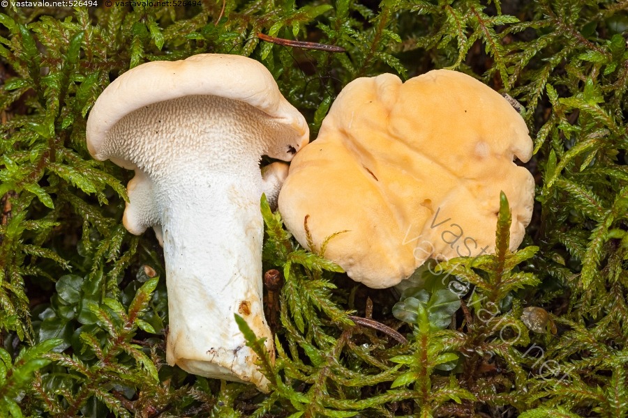 Kuva: Vaaleaorakas, Hydnum repandum - ruokasieni sienisato Hydnum ...