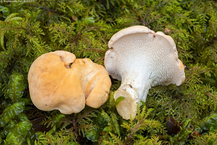 Kuva: Vaaleaorakas, Hydnum repandum - ruokasieni sienisato Hydnum ...