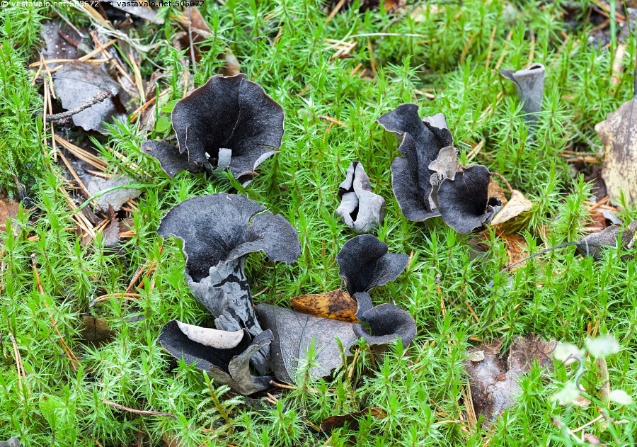 Kuva: Mustatorvisieni, Craterellus cornucopioides - Mustatorvisienet ...