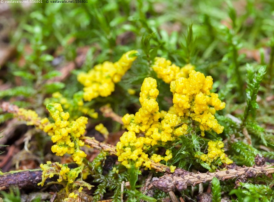Kuva: Sammalparanvoi - Fuligo muscorum heinäkuu keltainen kesä ...