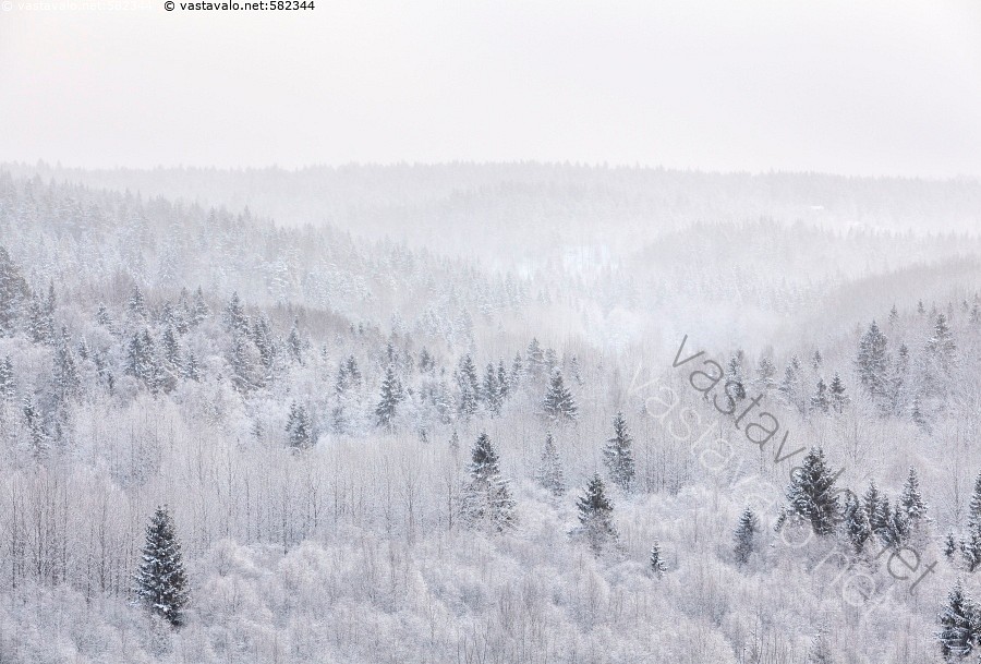 Kuva: Nuuksion talvimaisemaa - luminen metsä talvi metsämaisema Nuuksio ...