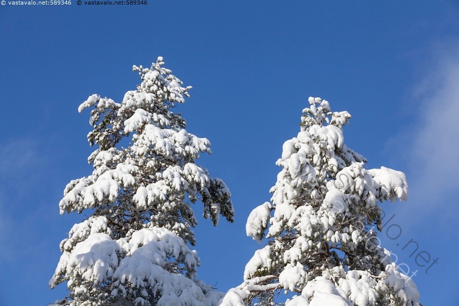 Kuva: Lumiset kuuset Nuuksiossa - oksat lumi oksa kuusi Nuuksio ...