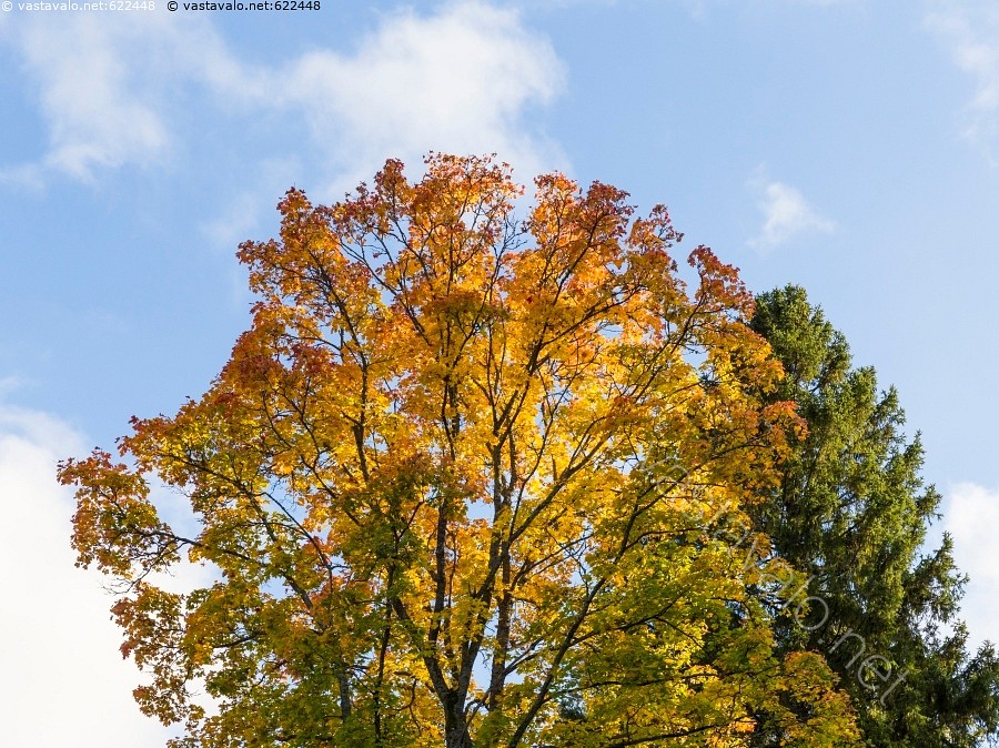 Kuva: Vaahteran ruska - ruska vaahtera oranssi aurinkoinen kaunis ...