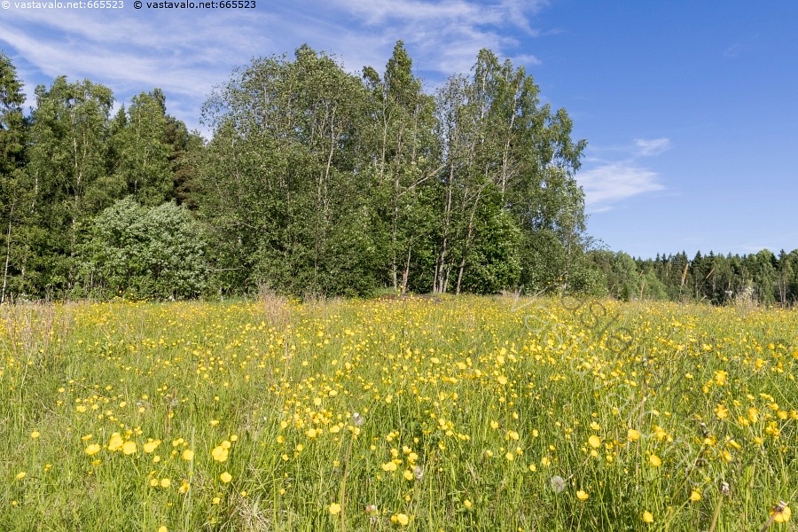 Kuva: Kesäinen kukkaniitty - kesä kukkaniitty niittykukat niittykukkia ...