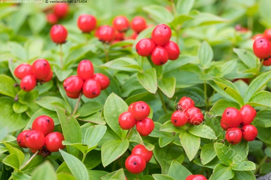 Kuva: Ruohokanukan punaiset marjat - ruohokanukka punainen marja Cornus ...