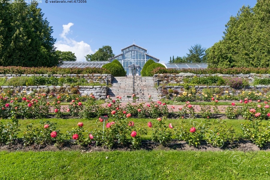 Kuva: Talvipuutarhan ruusuja - Helsinki Talvipuutarha ruusu aurinkoinen ...