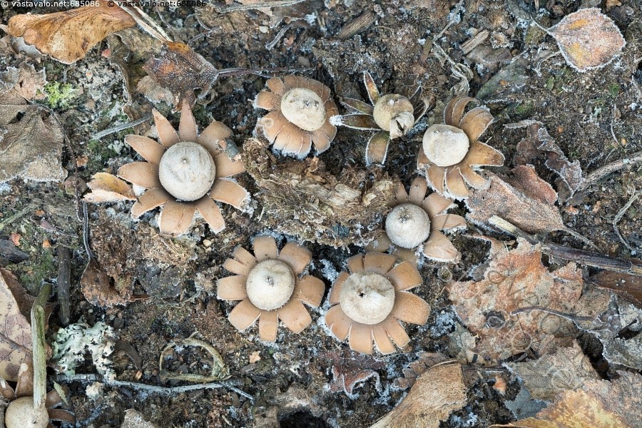 Kuva: Kukkamaatähti, Geastrum floriforme - Geastrum floriforme maatähti ...
